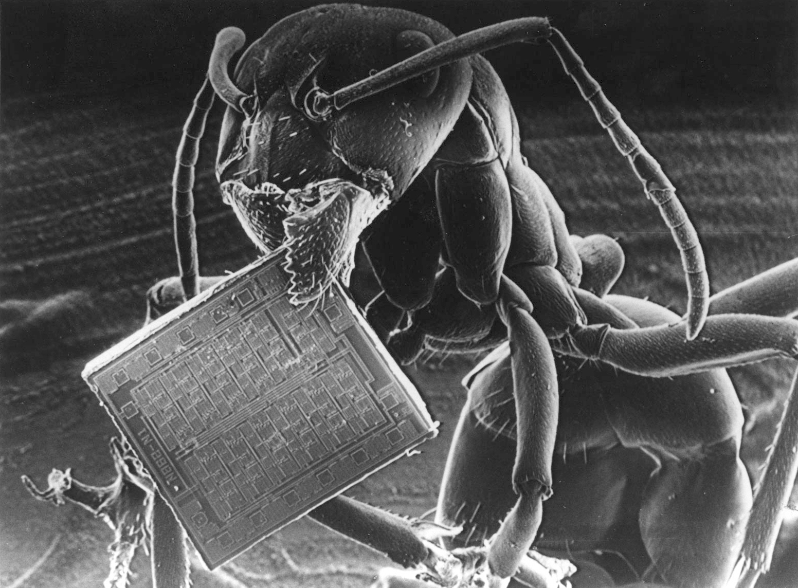 Picture of an ant through an electron microscope. : r/ants